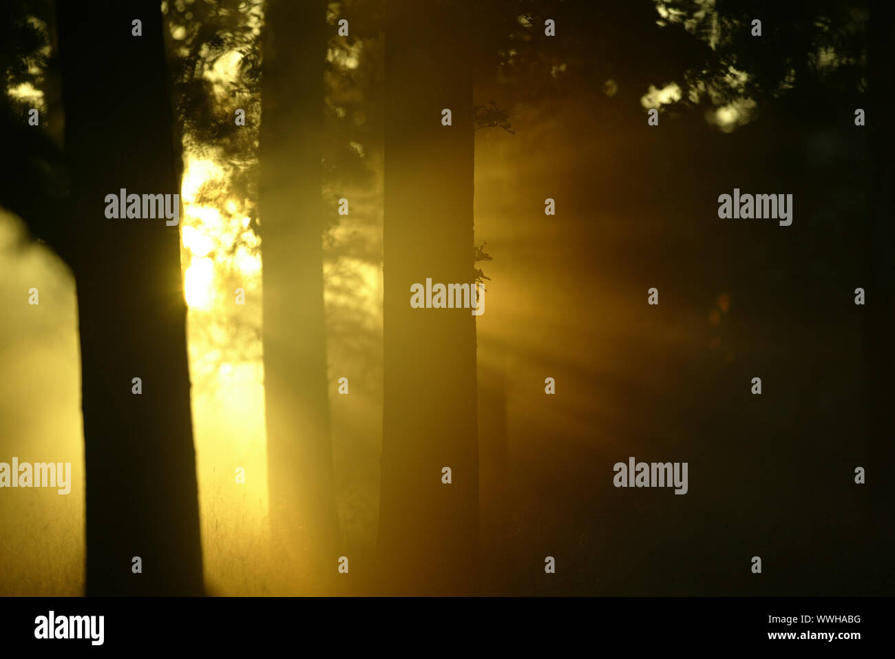 trees, forest, light mood, germany, black forest, black forest, germany ...