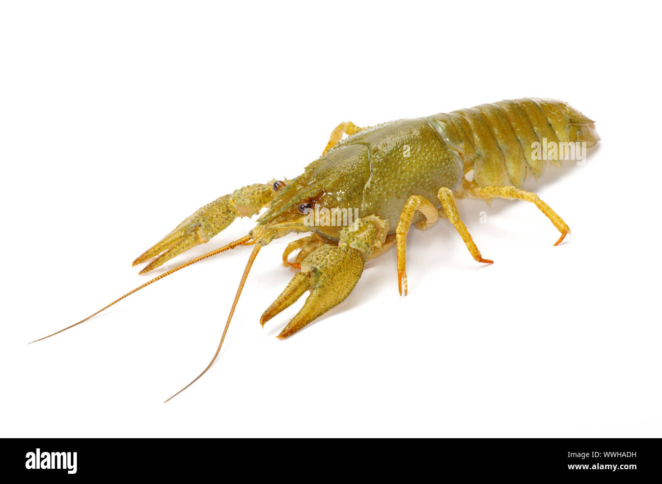 crawfish on a white background Stock Photo - Alamy
