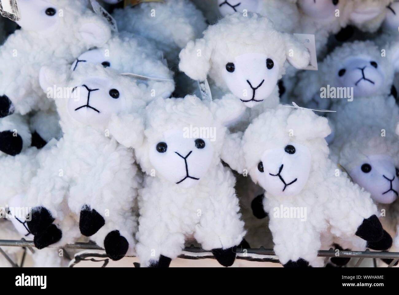 many sheep to play with Stock Photo - Alamy