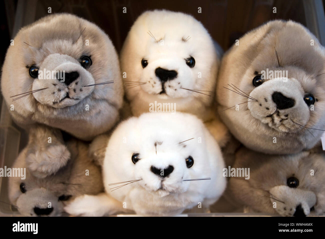 many seals to play with Stock Photo - Alamy