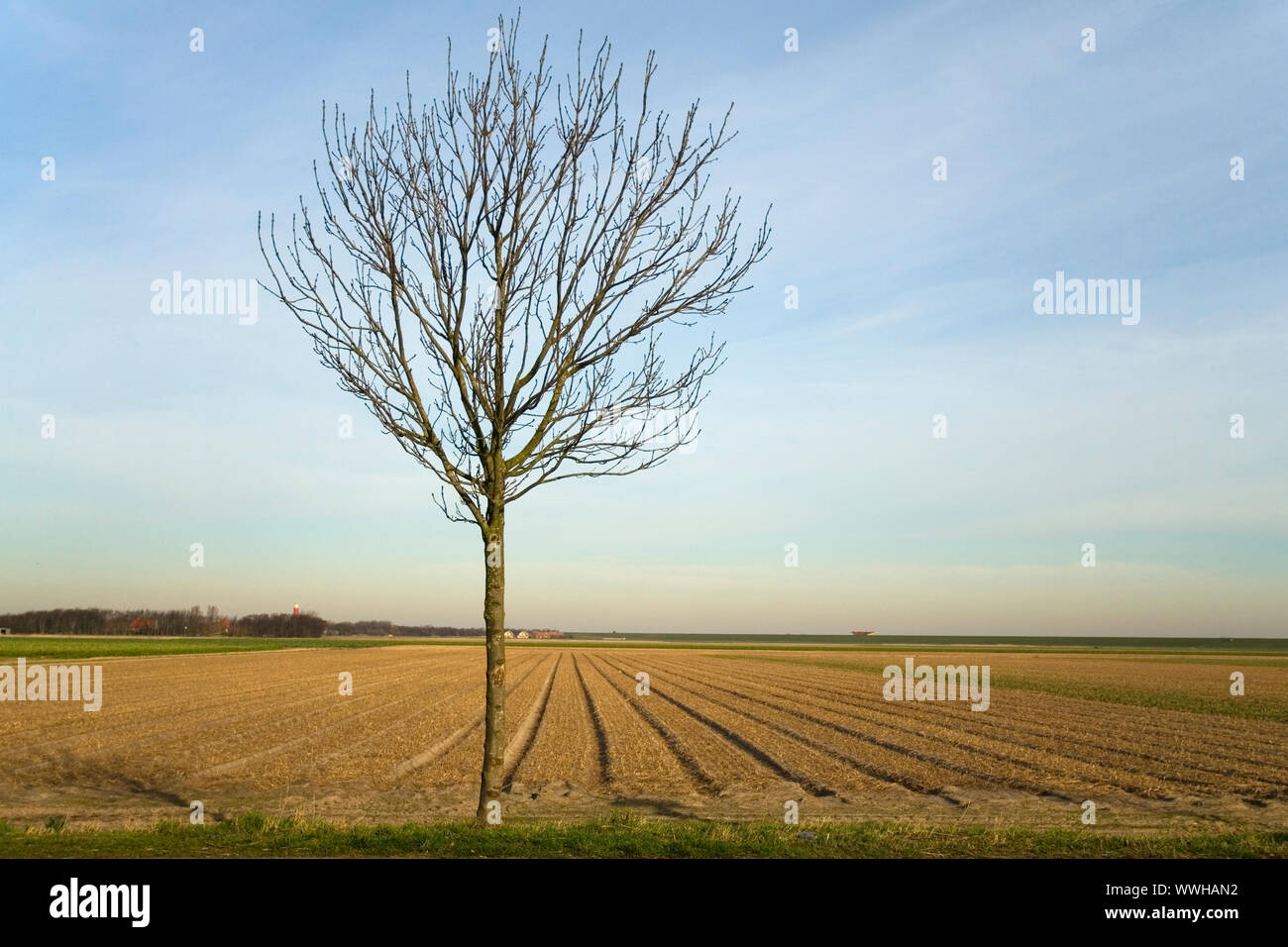 tree before land for agriculture Stock Photo - Alamy