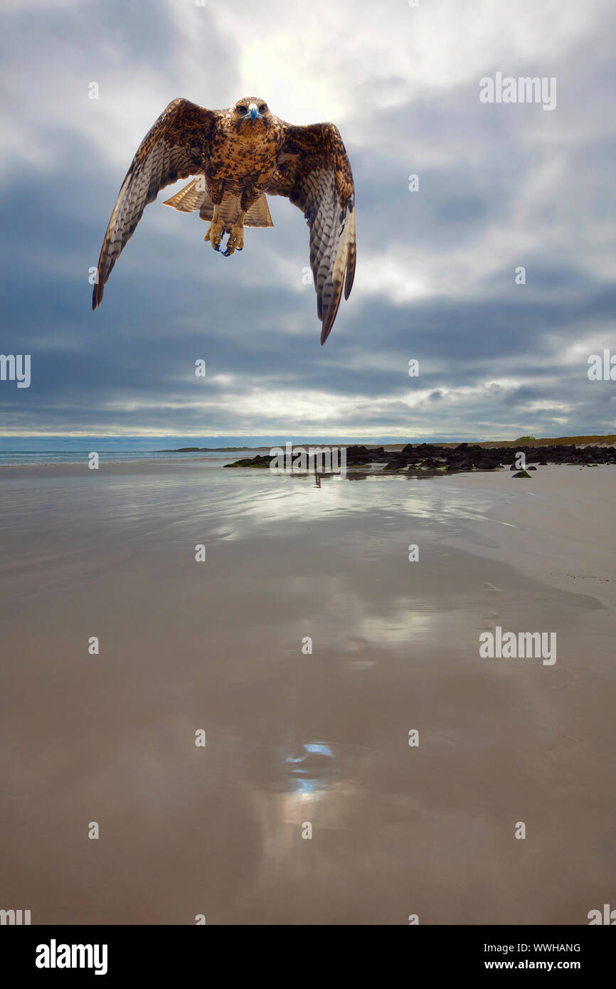 Wet hawk hi-res stock photography and images - Alamy
