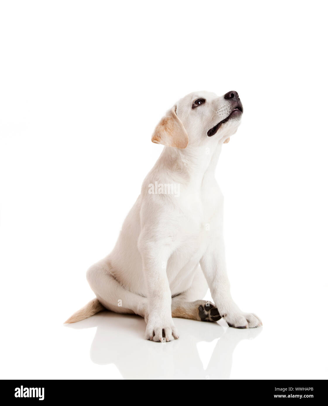Beautiful labrador retriever cream puppy isolated on white background ...