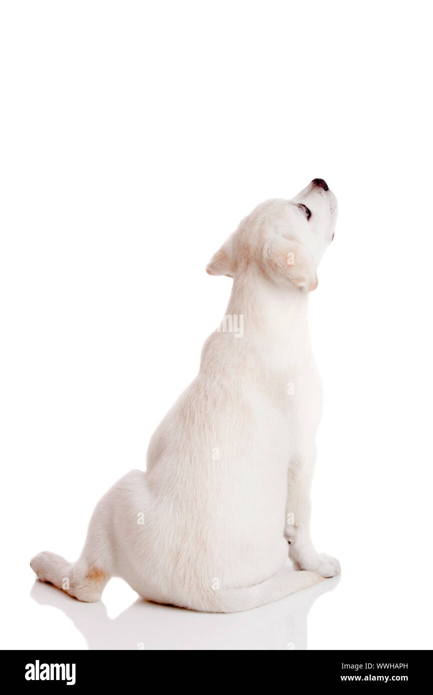 Back view of a labrador retriever cream puppy isolated on white ...