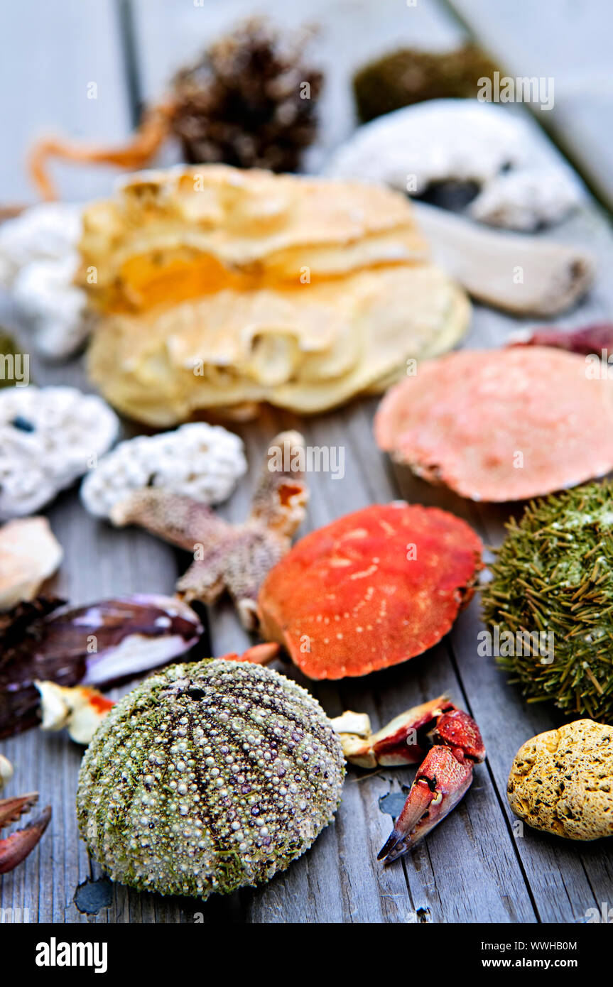 Different types of marine life from Atlantic ocean in Newfoundland ...
