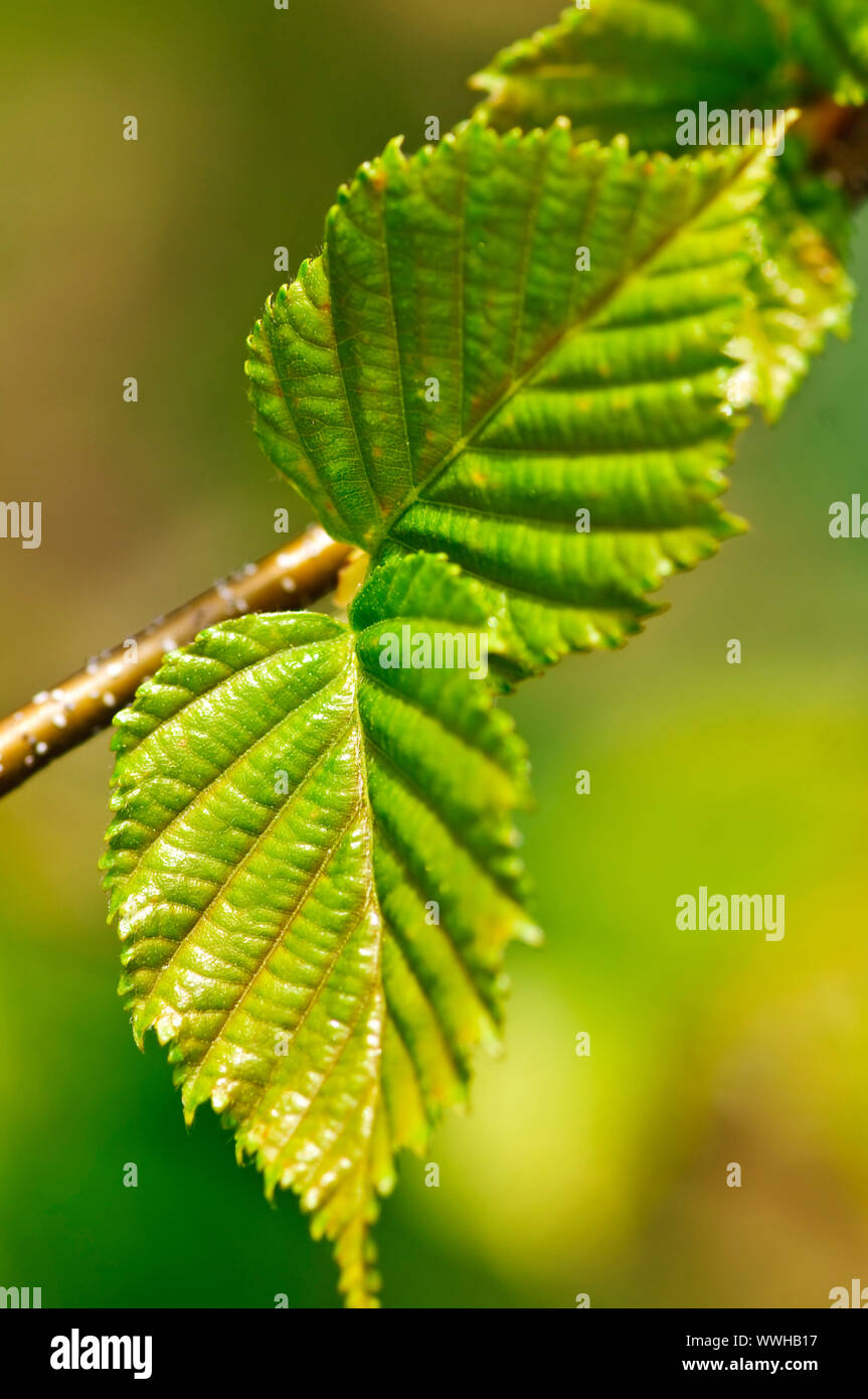 Green spring leaves budding new life in clean environment Stock Photo ...