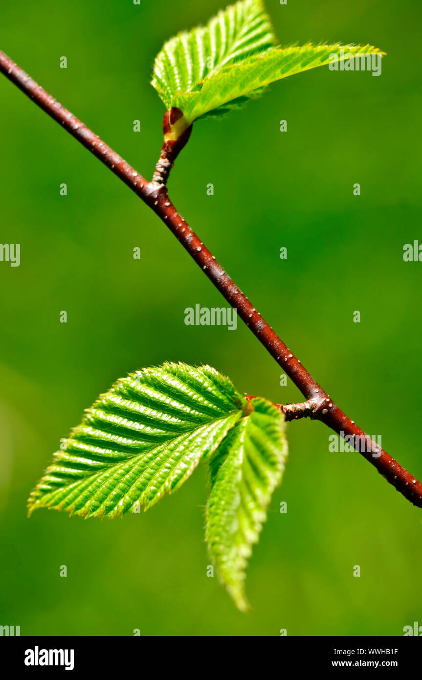 Green spring leaves budding new life in clean environment Stock Photo ...