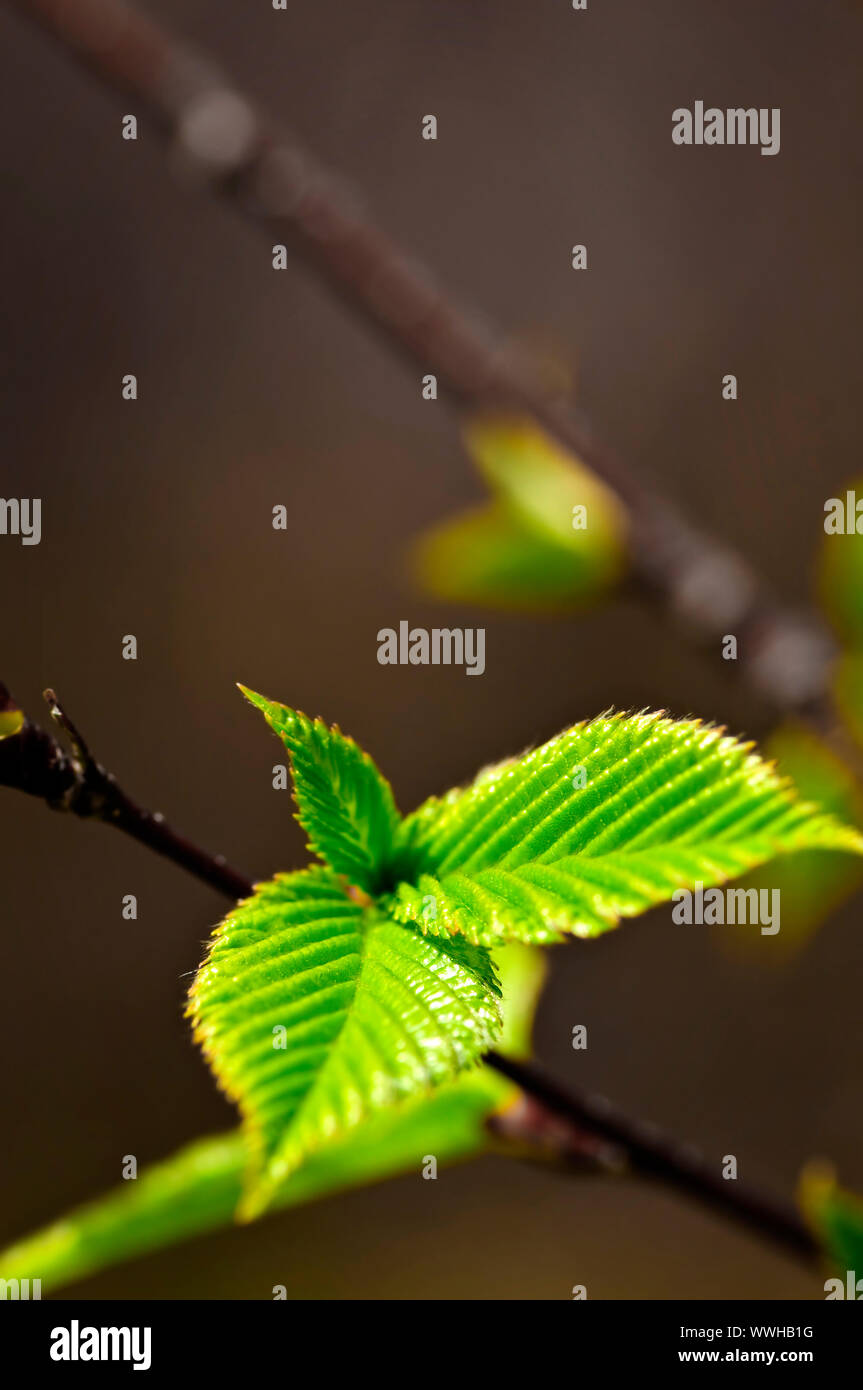 Green spring leaves budding new life in clean environment Stock Photo ...