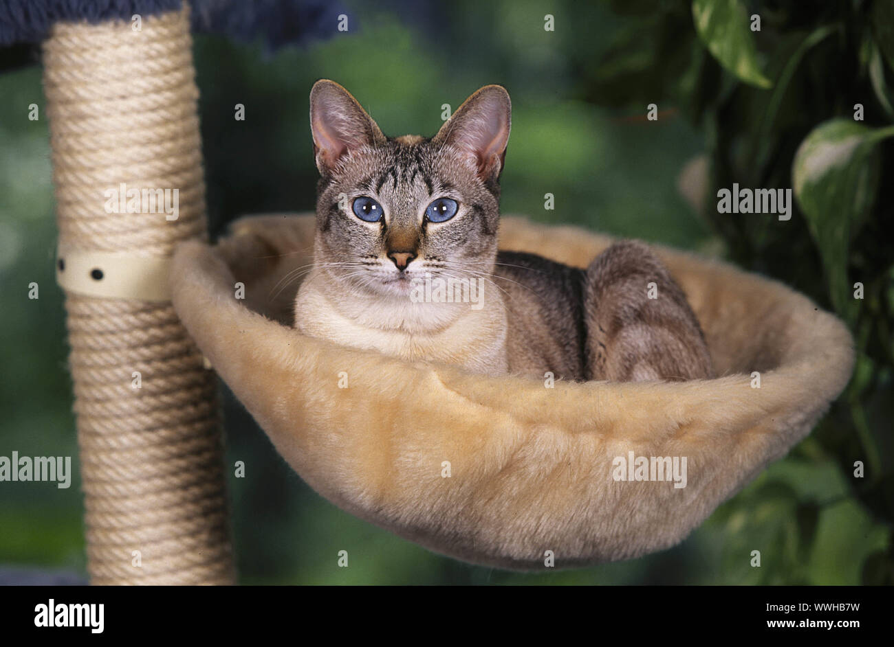 Oriental shorthair cat hi-res stock photography and images - Alamy