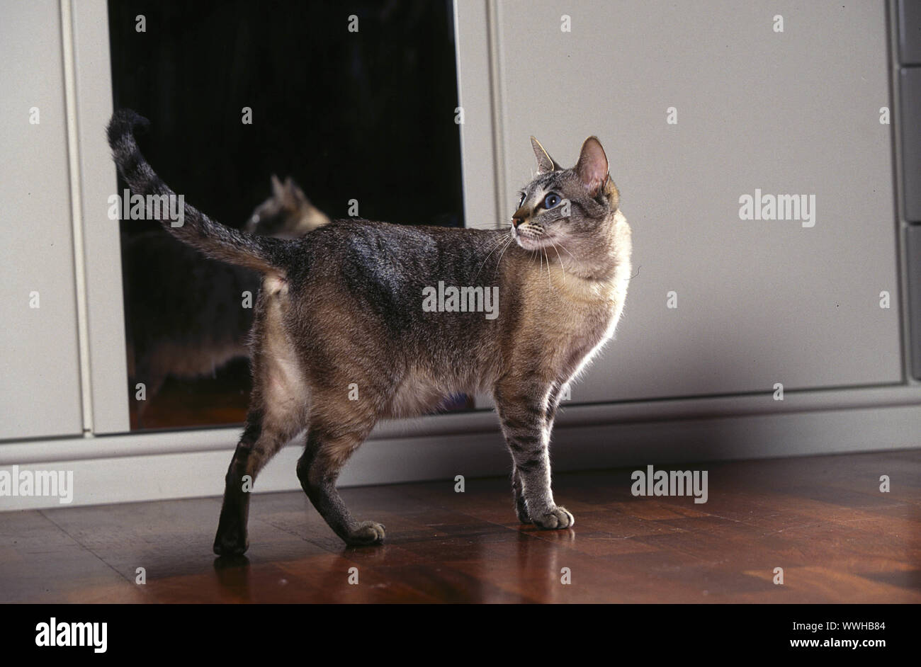 Gato oriental hi-res stock photography and images - Alamy