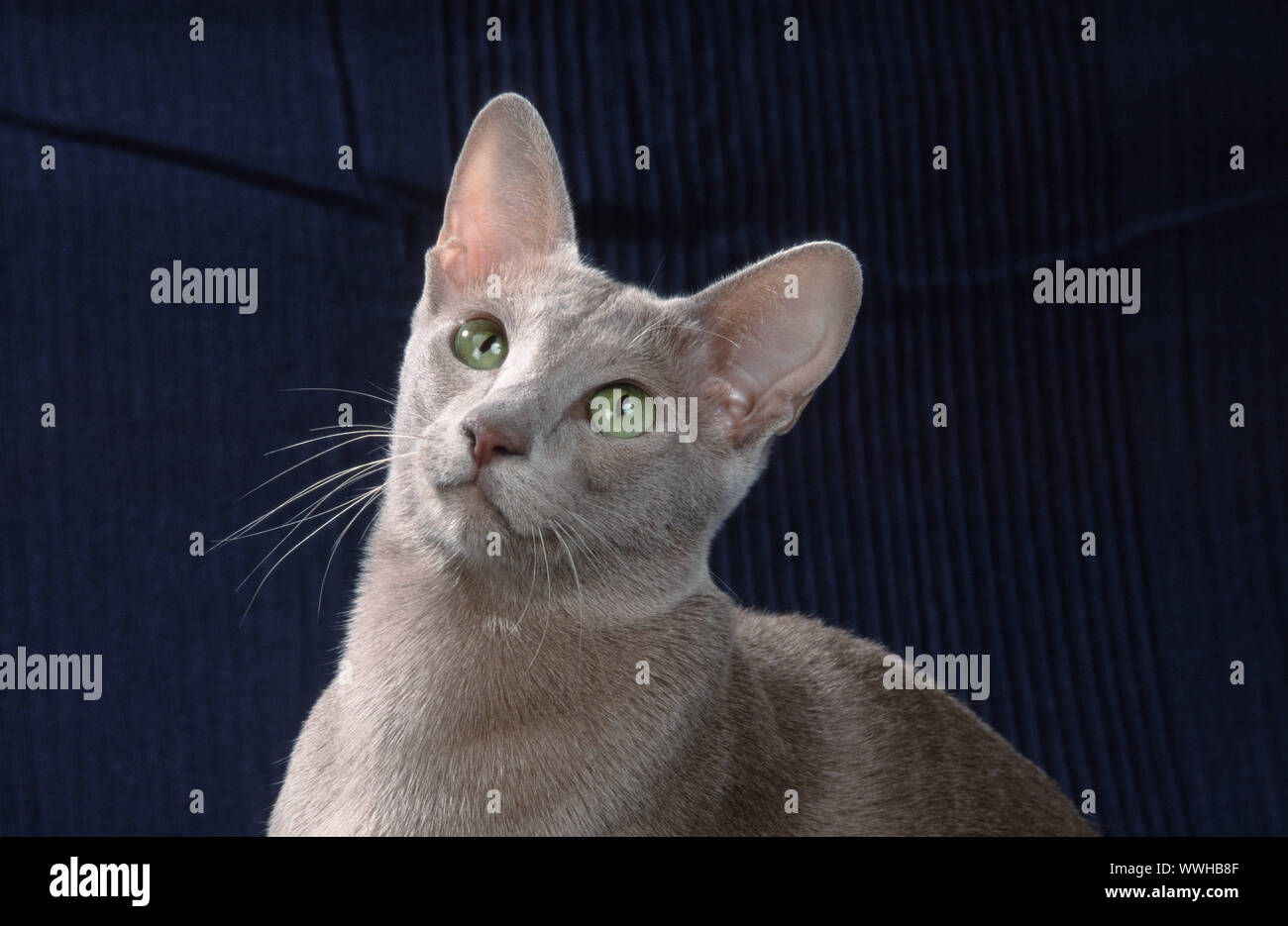 Gato oriental hi-res stock photography and images - Alamy