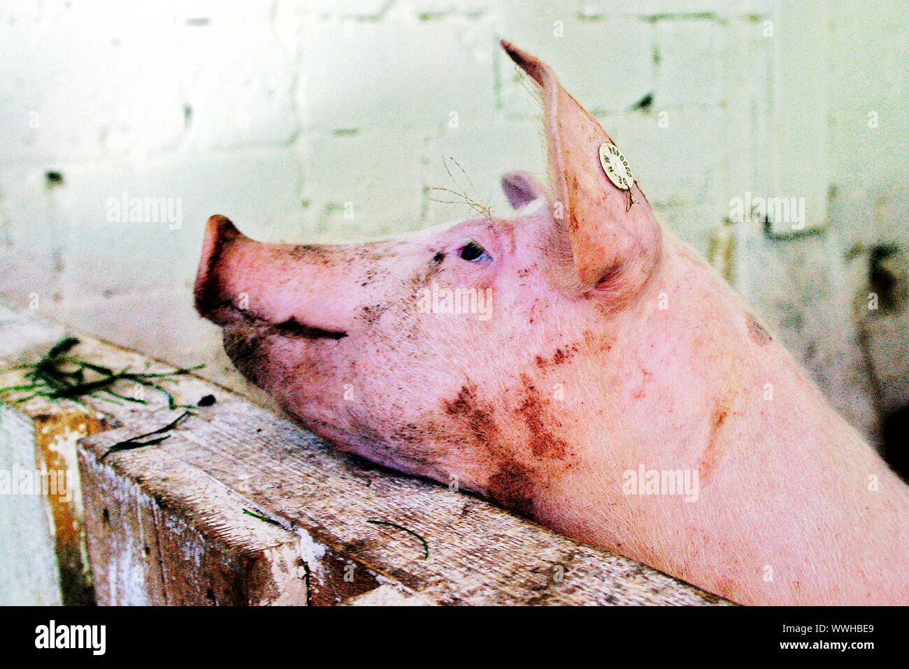 Poor pig hi-res stock photography and images - Alamy