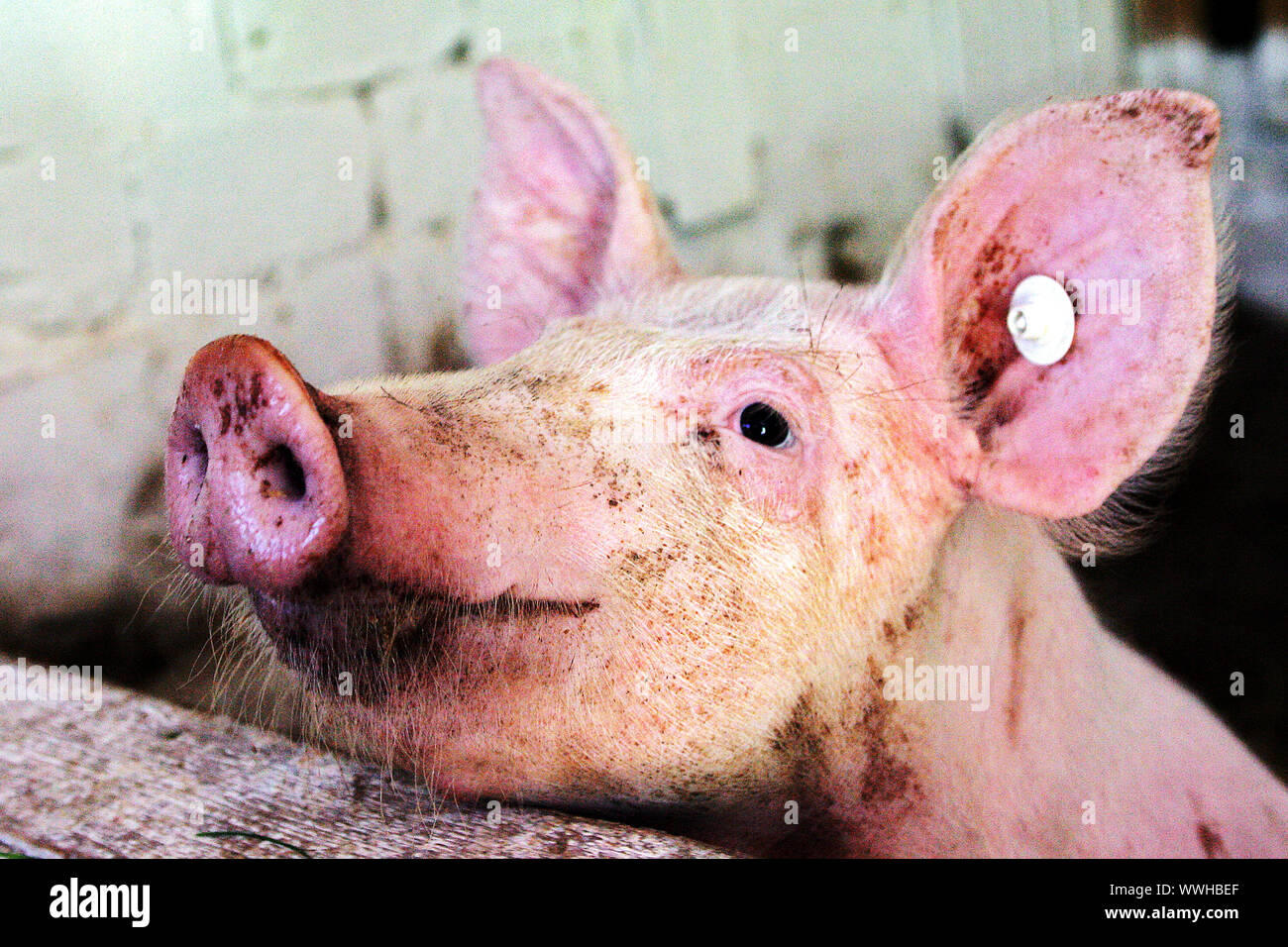 Poor pig hi-res stock photography and images - Alamy