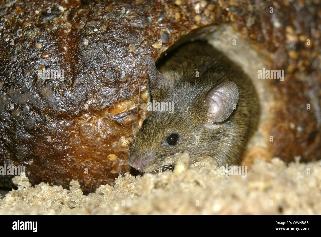 Mouse animals hi-res stock photography and images - Alamy