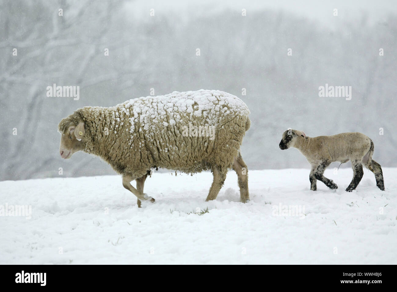 Landscape sheep / Merino Stock Photo - Alamy