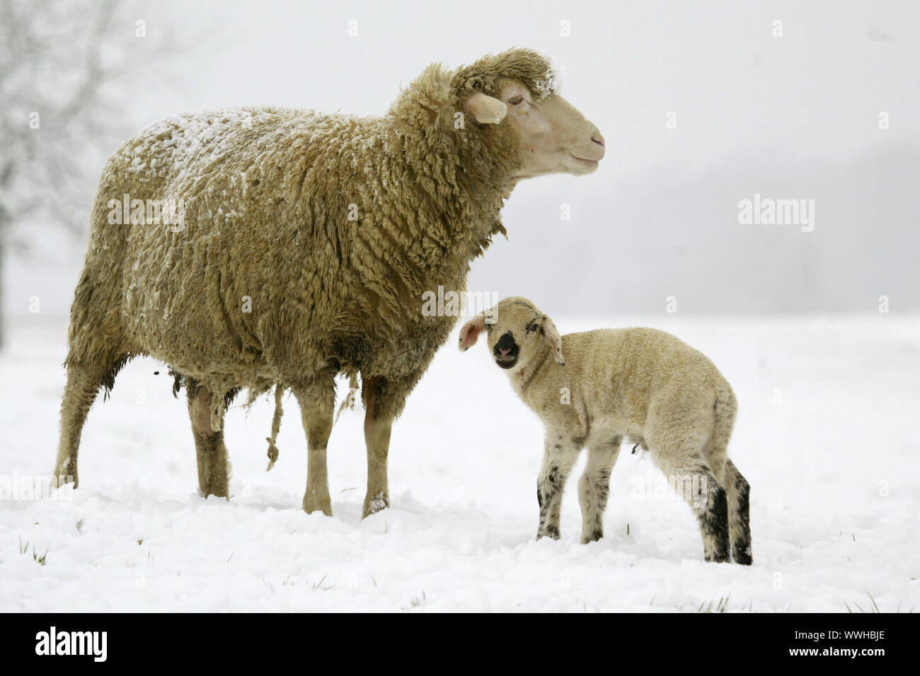 Landscape sheep / Merino Stock Photo - Alamy