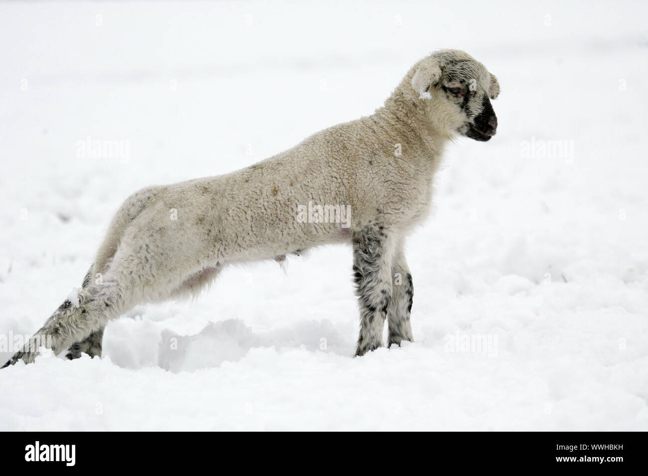 Landscape sheep / Merino Stock Photo - Alamy