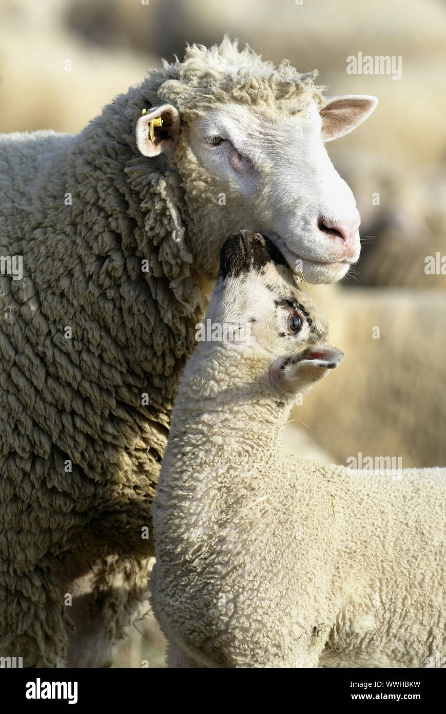 Landscape sheep / Merino Stock Photo - Alamy