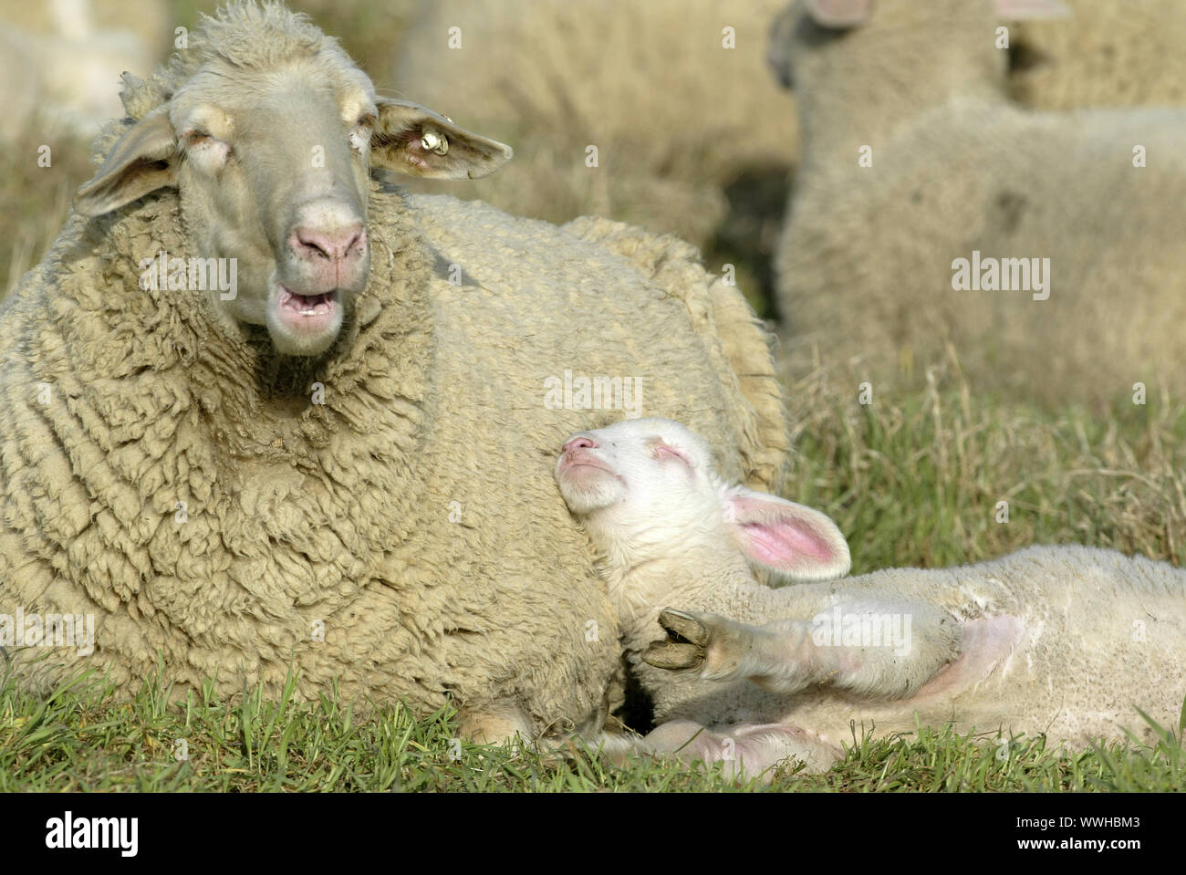 Landscape sheep / Merino Stock Photo - Alamy
