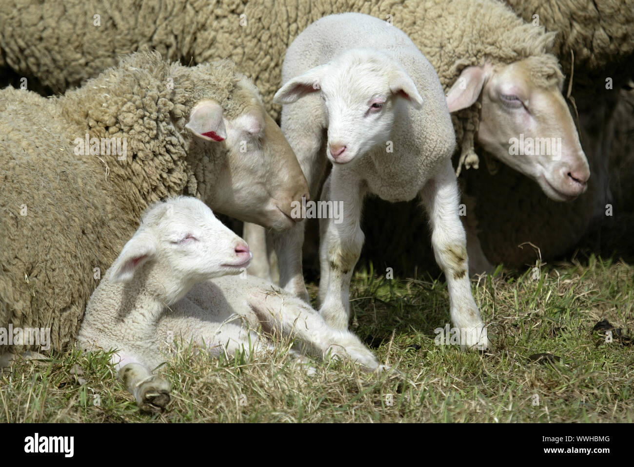 Landscape sheep / Merino Stock Photo - Alamy