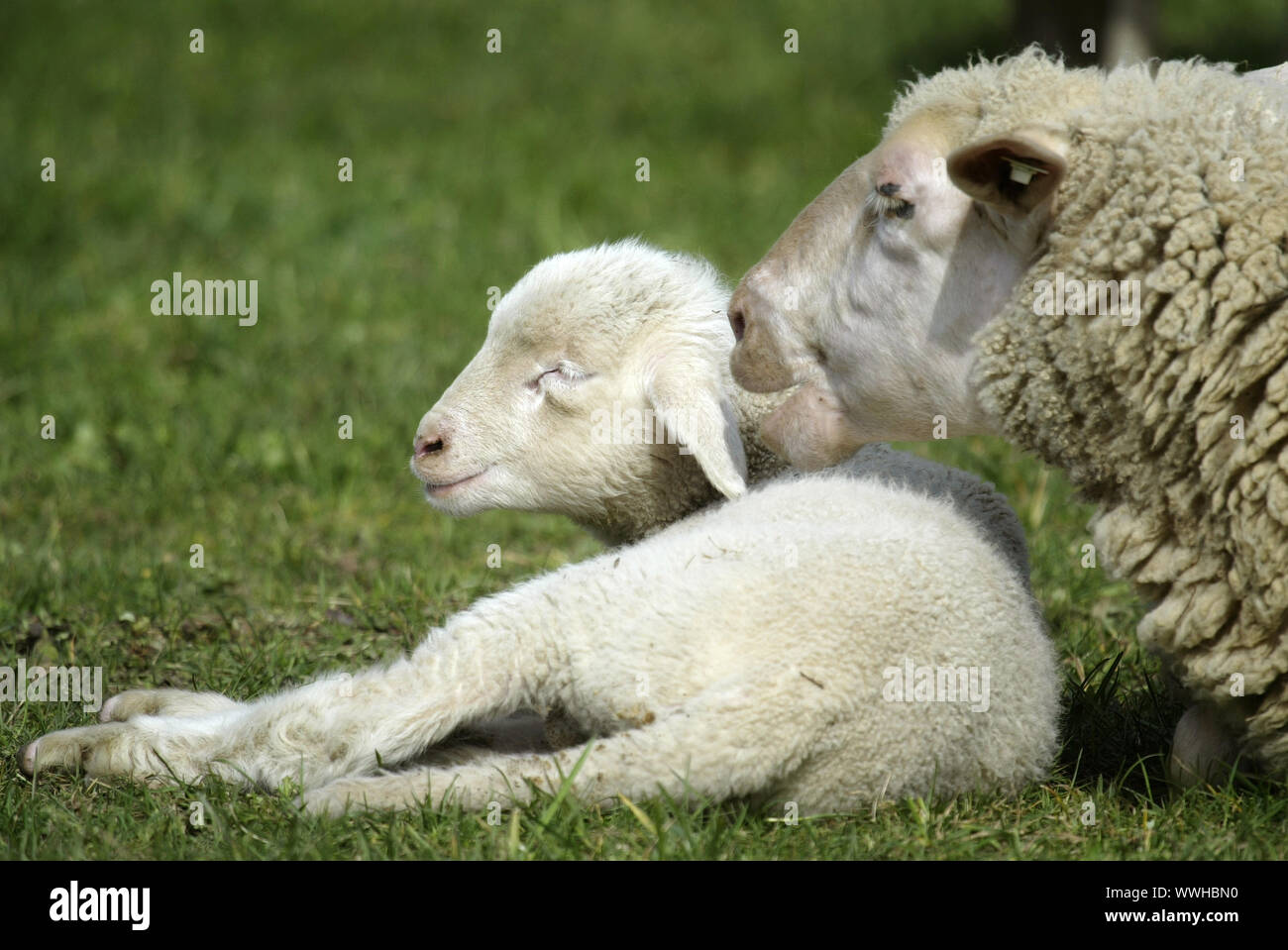 Landscape sheep / Merino Stock Photo - Alamy