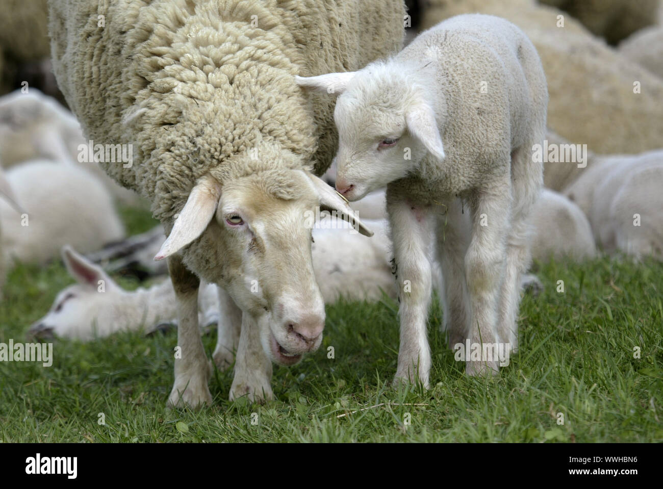 Landscape sheep / Merino Stock Photo - Alamy