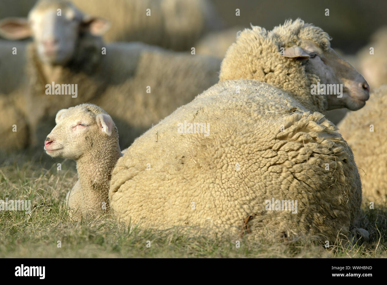 Landscape sheep / Merino Stock Photo - Alamy