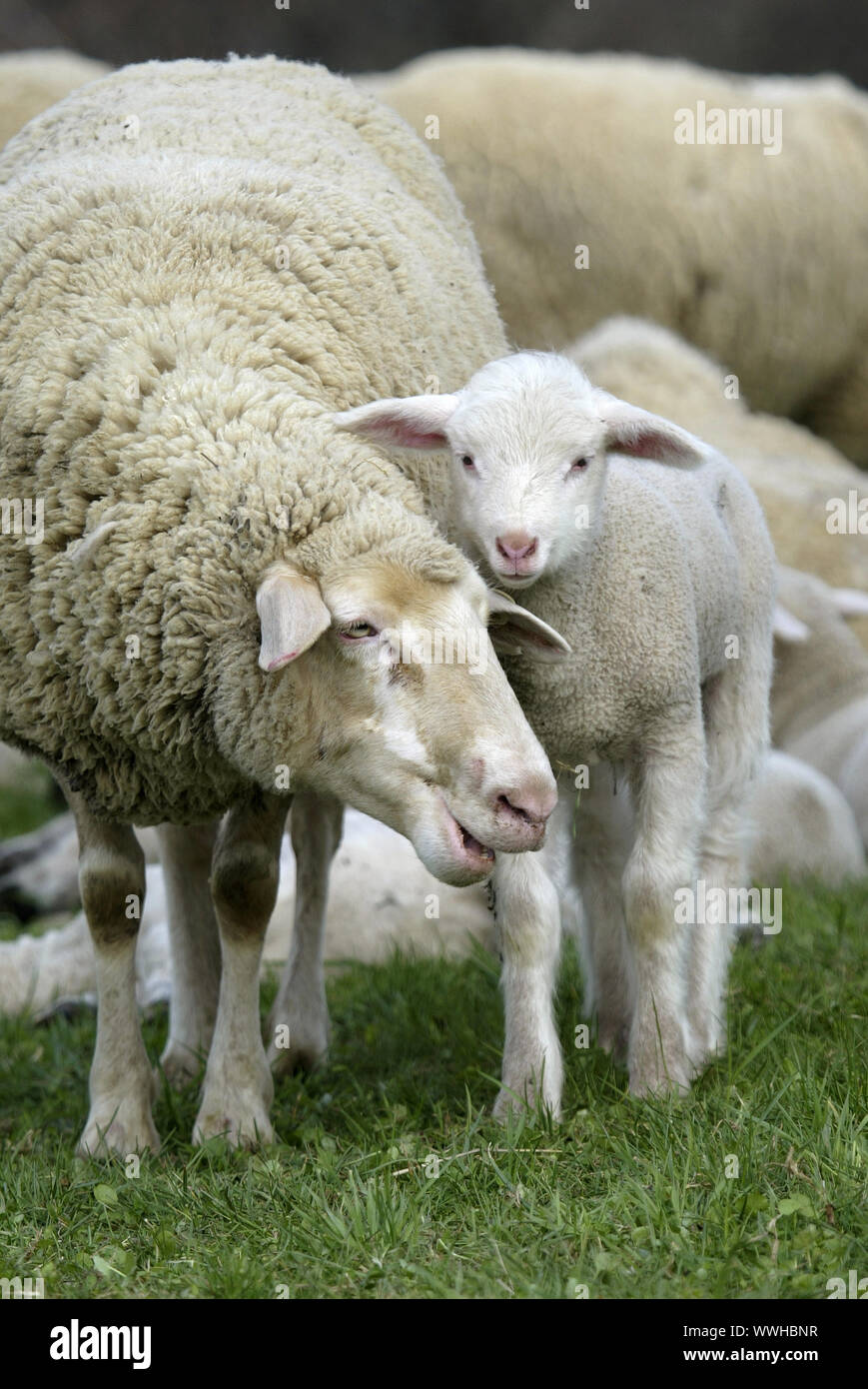 Landscape sheep / Merino Stock Photo - Alamy