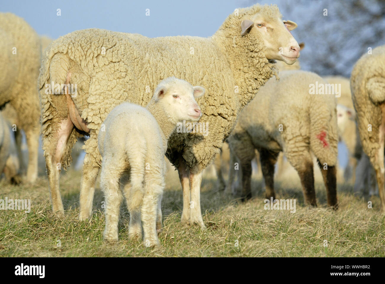 Landscape sheep / Merino Stock Photo - Alamy