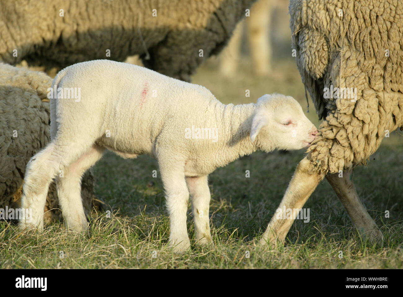 Landscape sheep / Merino Stock Photo - Alamy