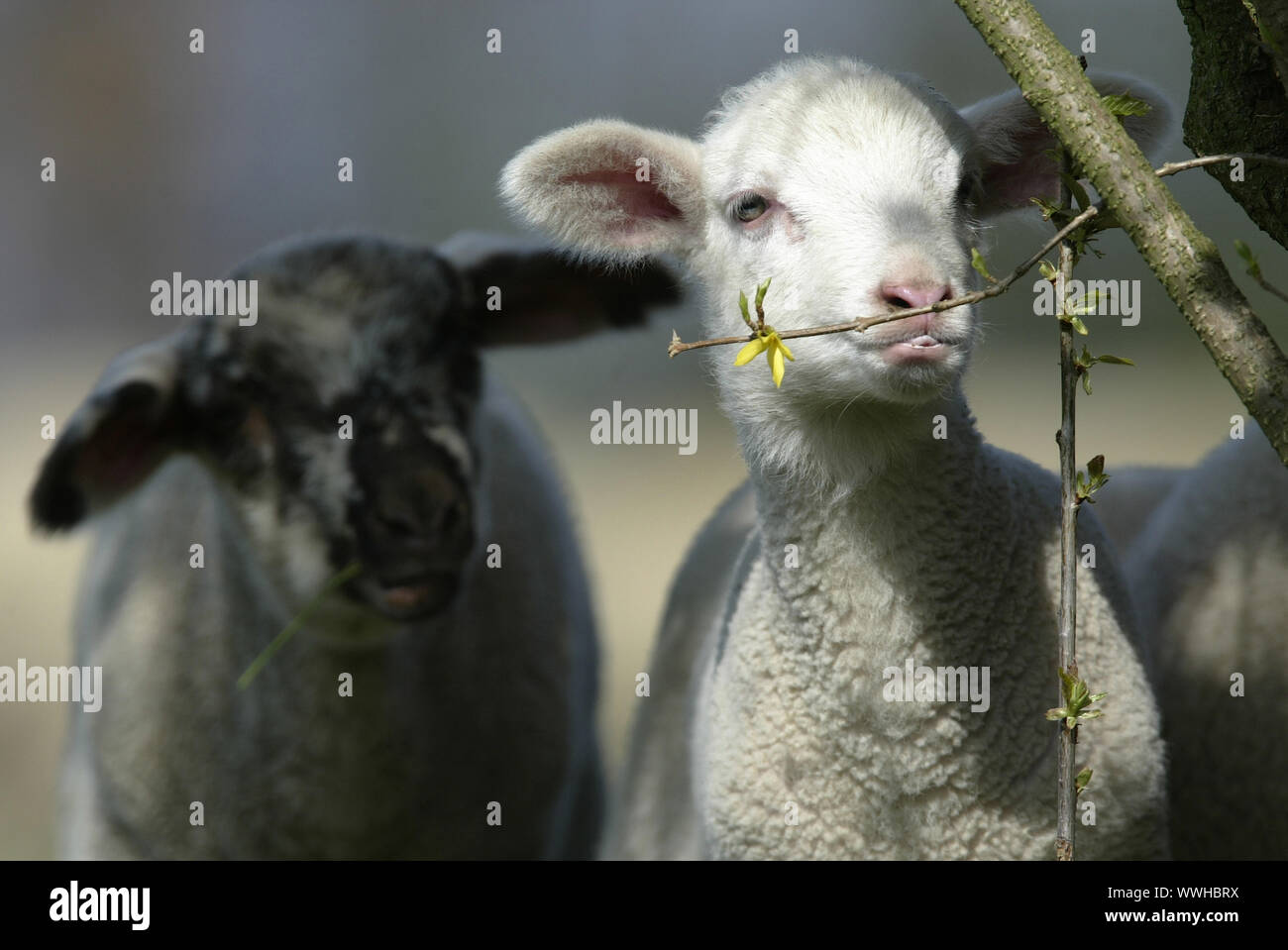 Landscape sheep / Merino Stock Photo - Alamy