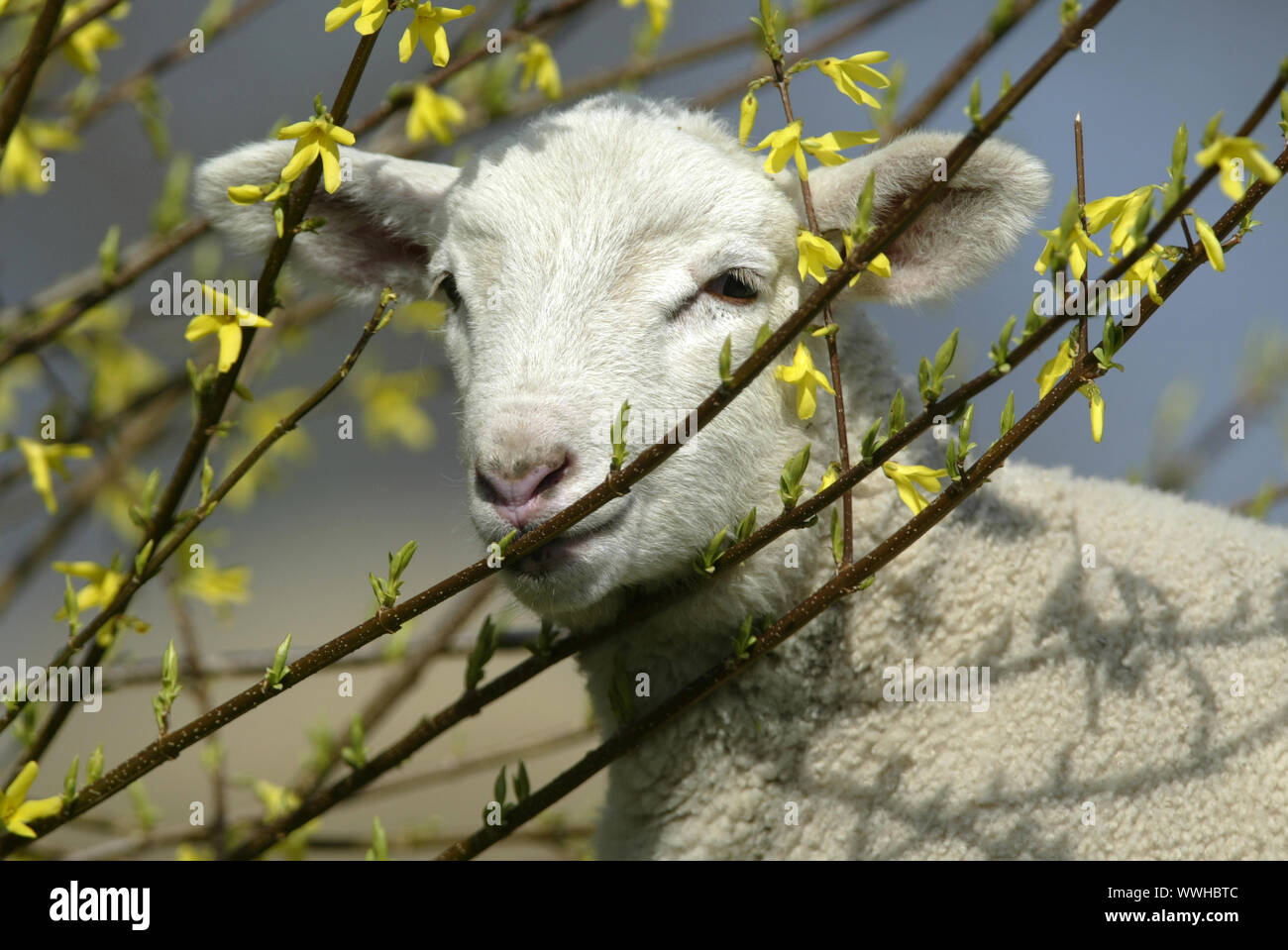 Landscape sheep / Merino Stock Photo - Alamy