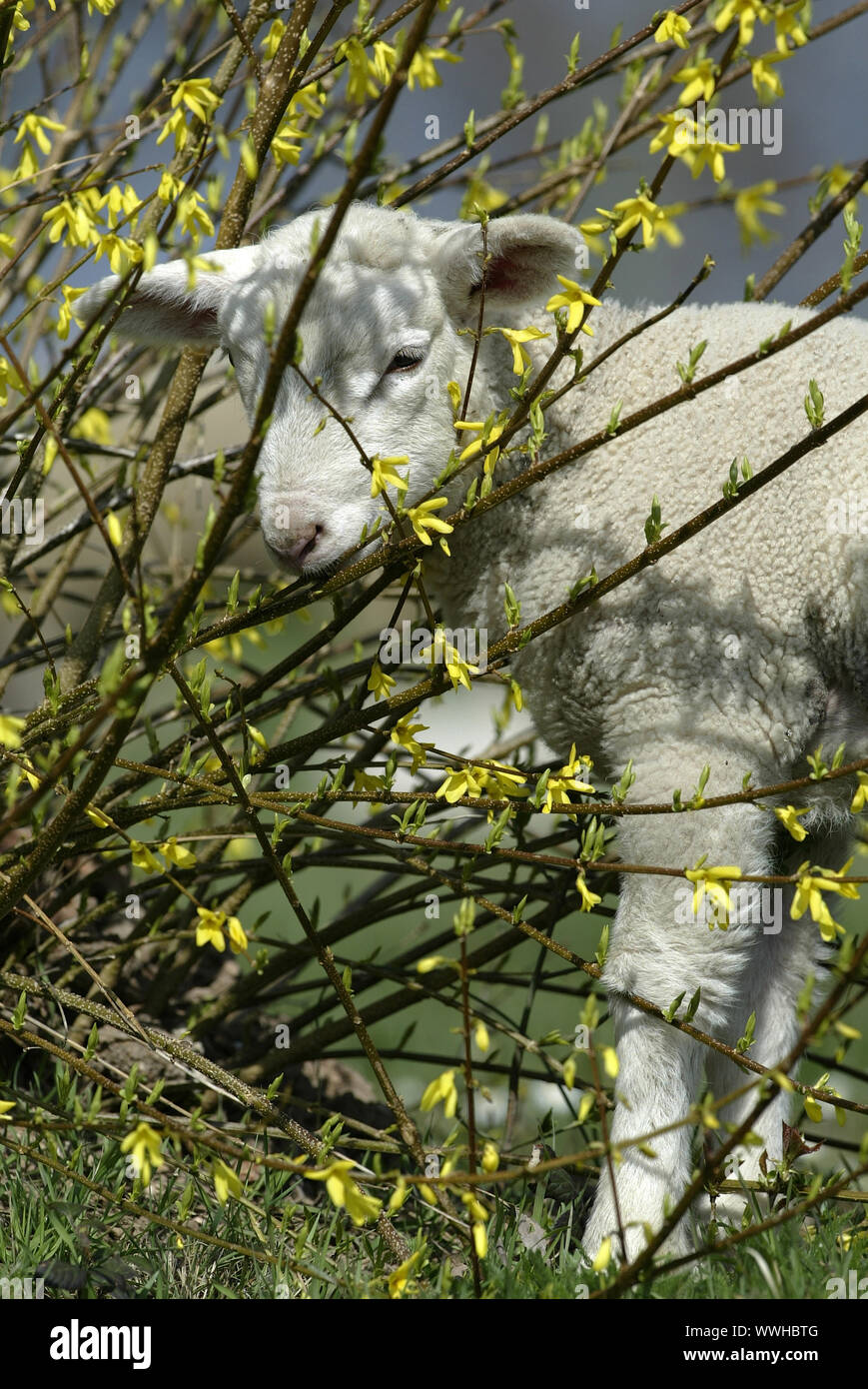Landscape sheep / Merino Stock Photo - Alamy