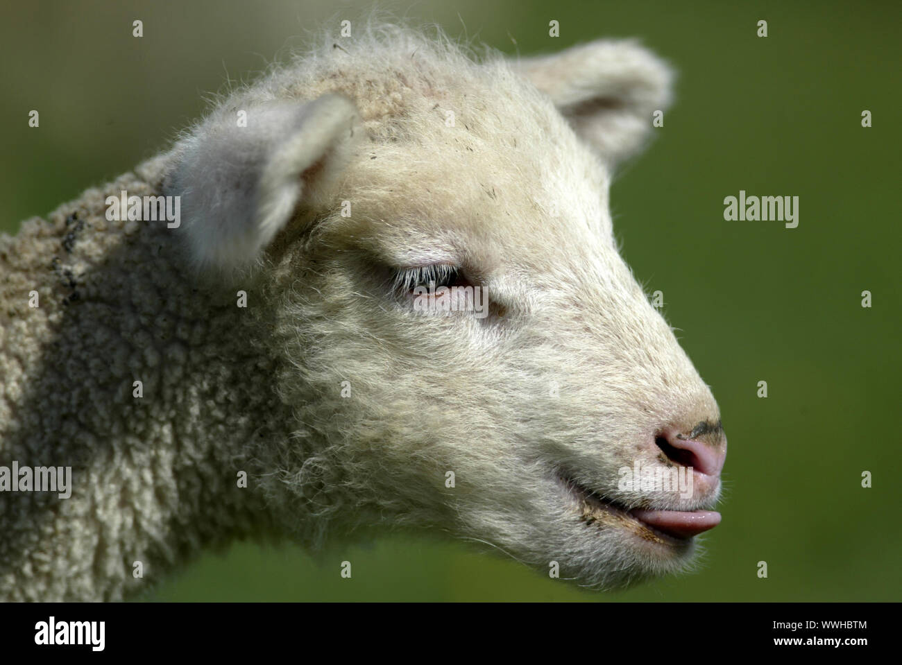 Landscape sheep / Merino Stock Photo - Alamy