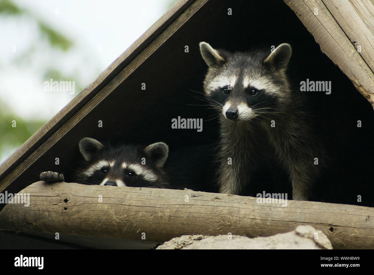 Procyonidae mammals hi-res stock photography and images - Alamy