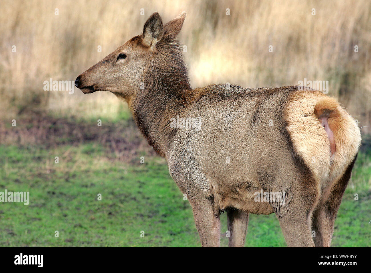 Hind animal hi-res stock photography and images - Alamy