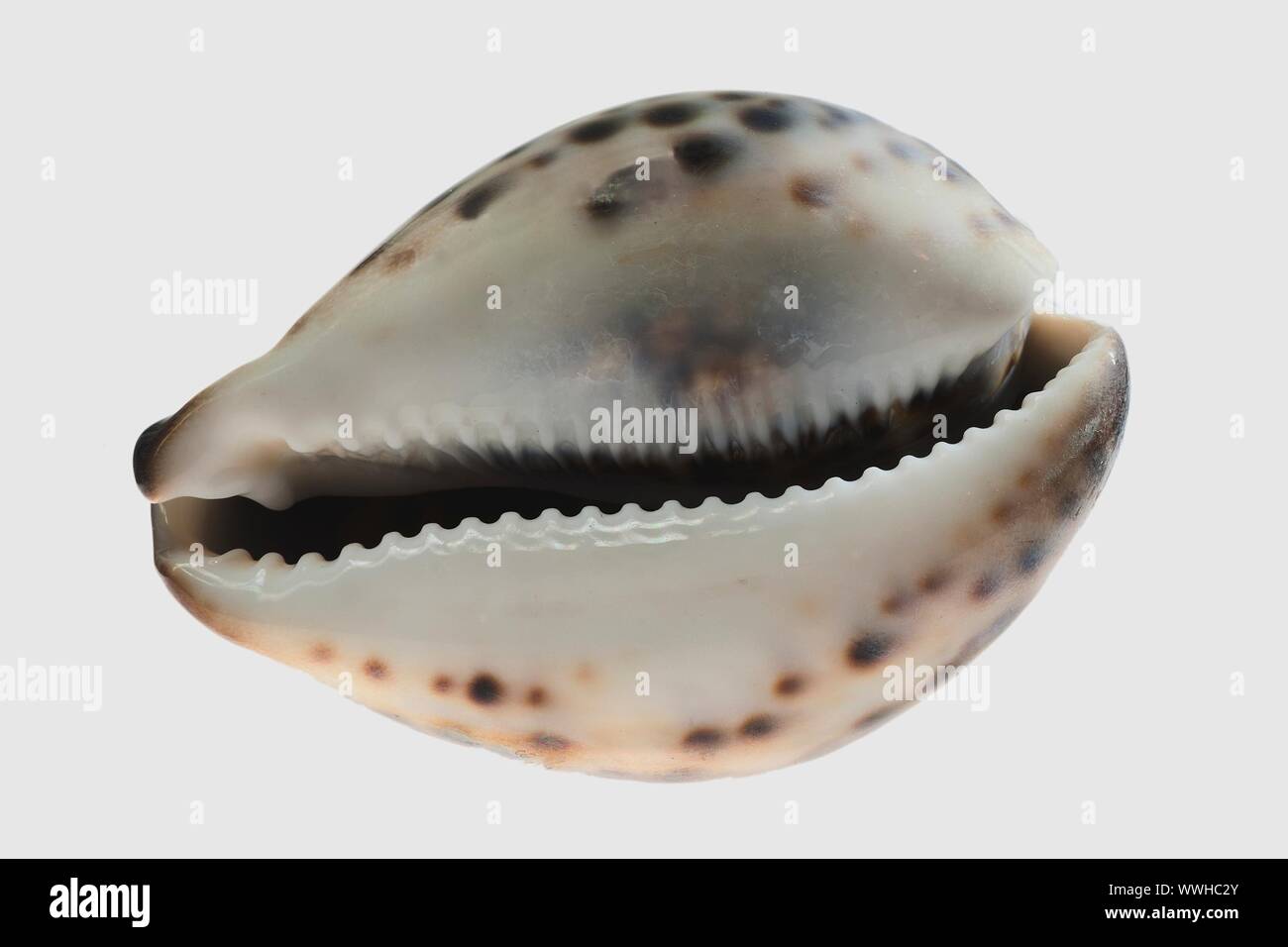 Sea cockleshell.Tiger cowrie (Cypraea tigris). It is isolated on a ...