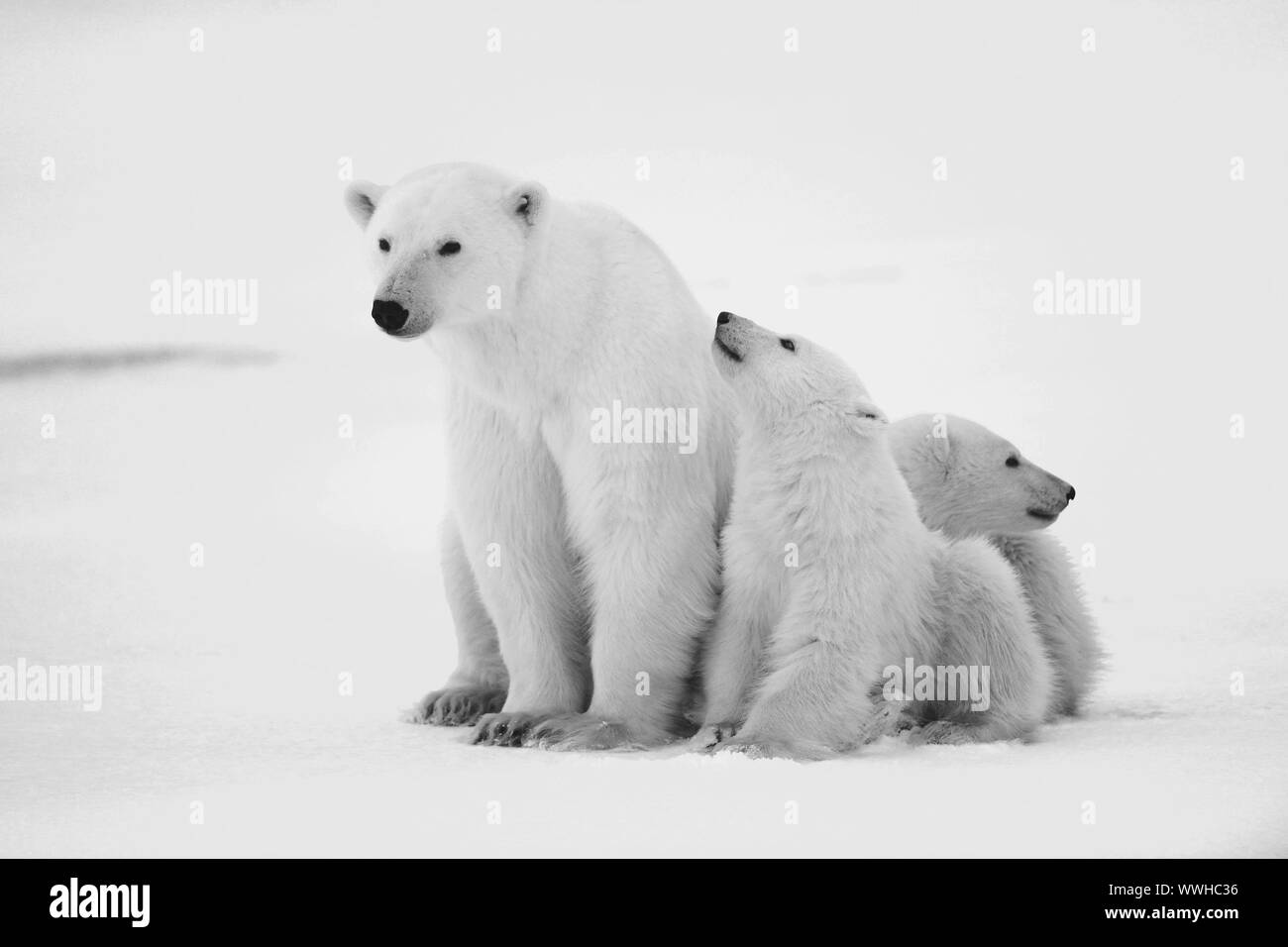 Polar she-bear with cubs. The polar she-bear with two kids on snow ...