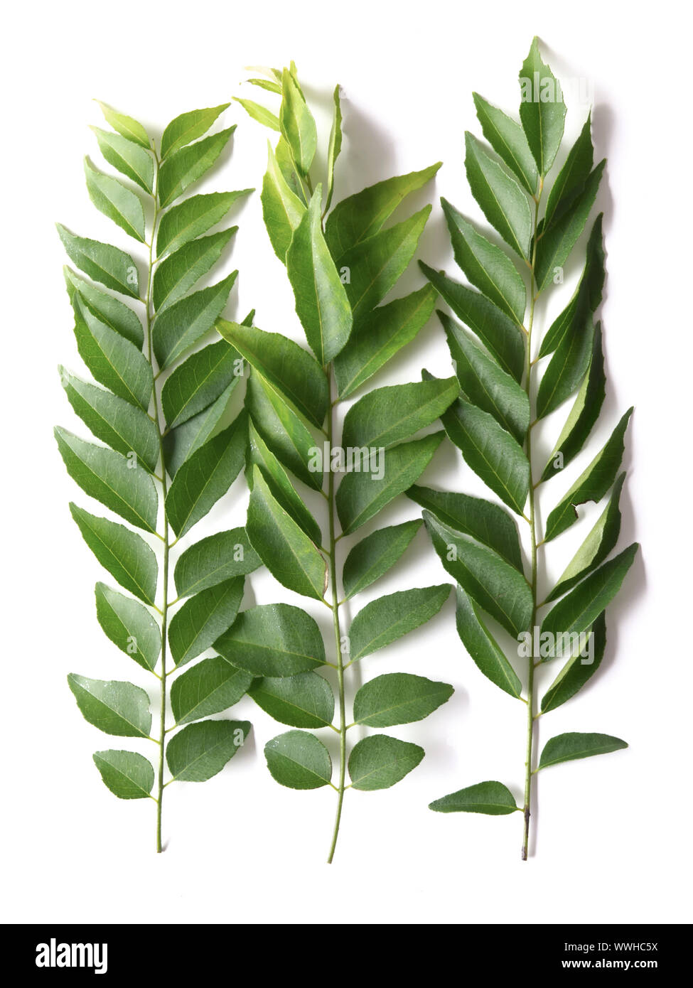 close up of fresh indian curry leaves Stock Photo - Alamy