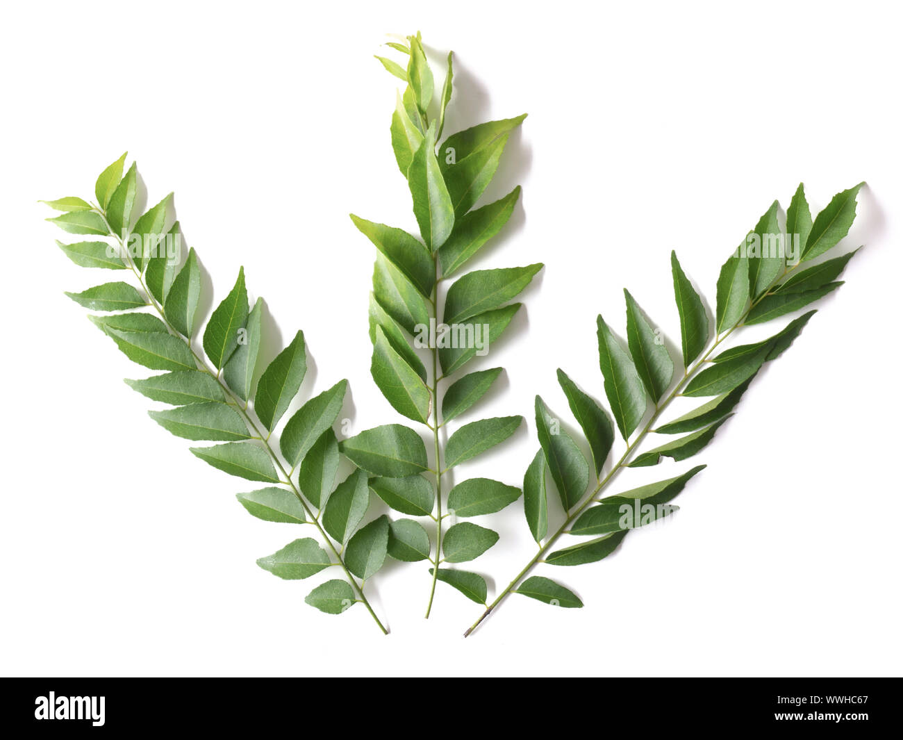 Indian neem Cut Out Stock Images & Pictures - Alamy