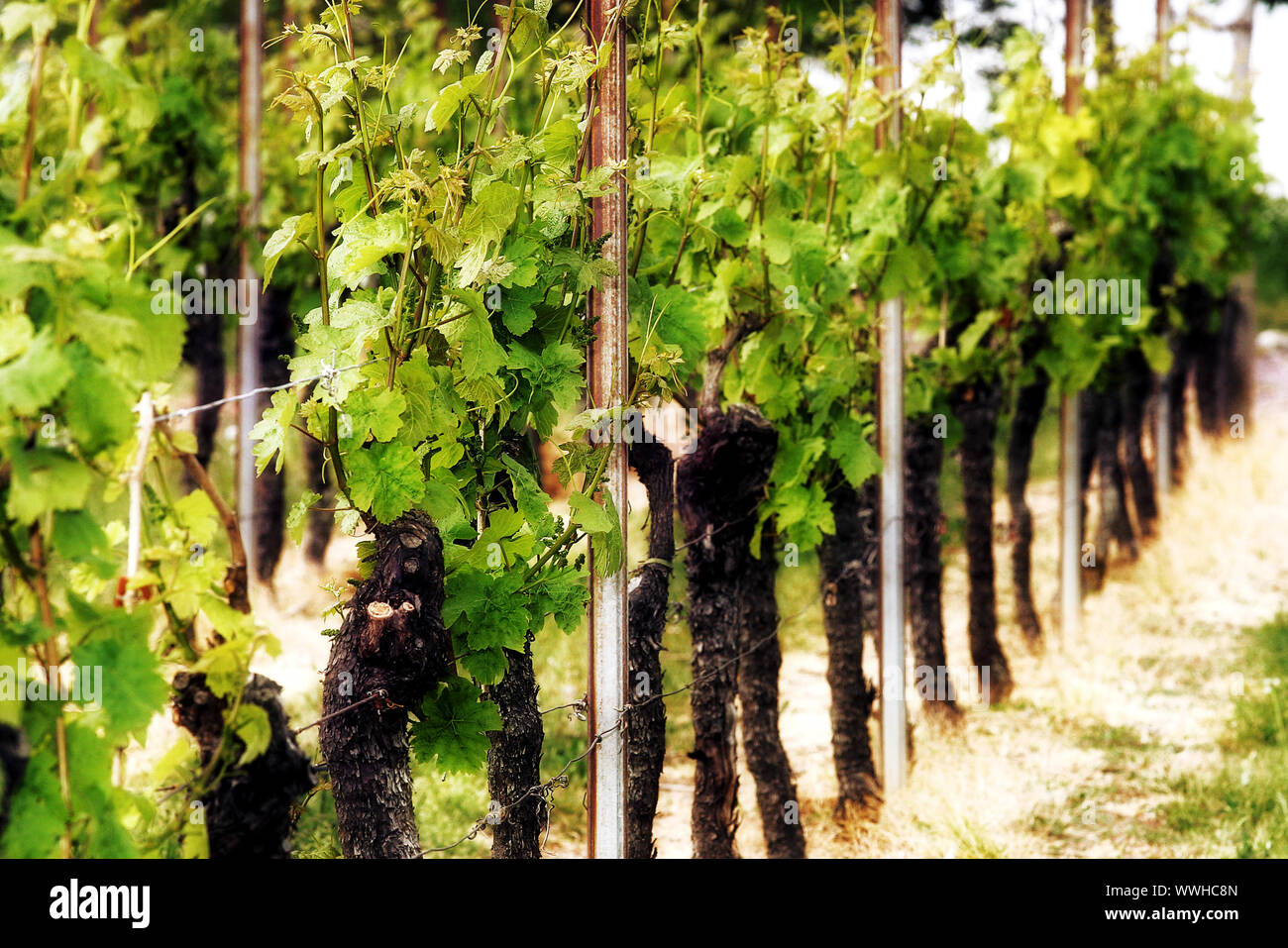 row of vines Stock Photo - Alamy