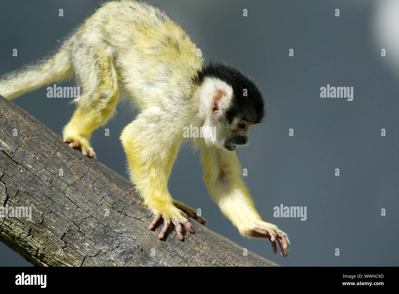 Monkey mammals hi-res stock photography and images - Alamy