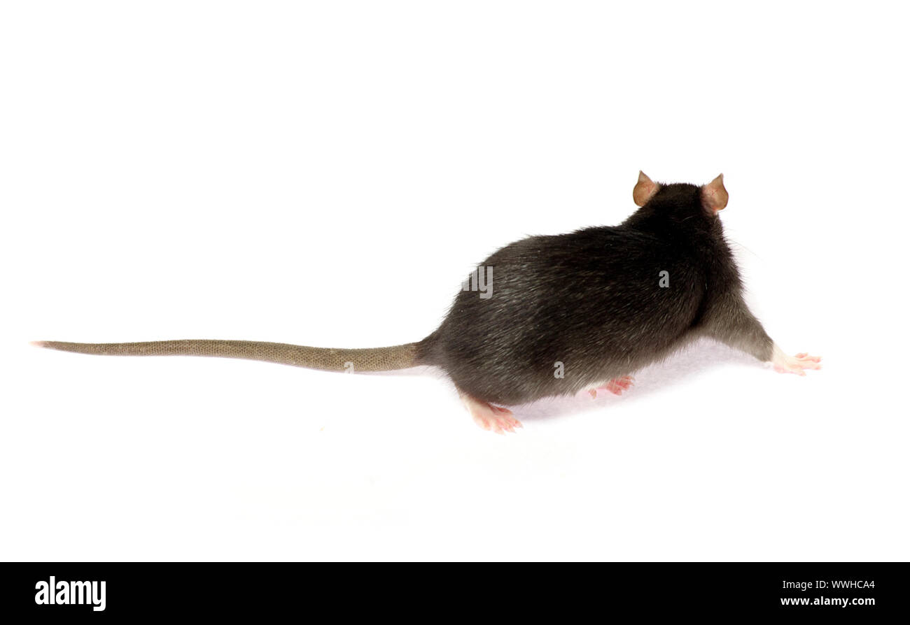 grey rat isolated on white background Stock Photo - Alamy