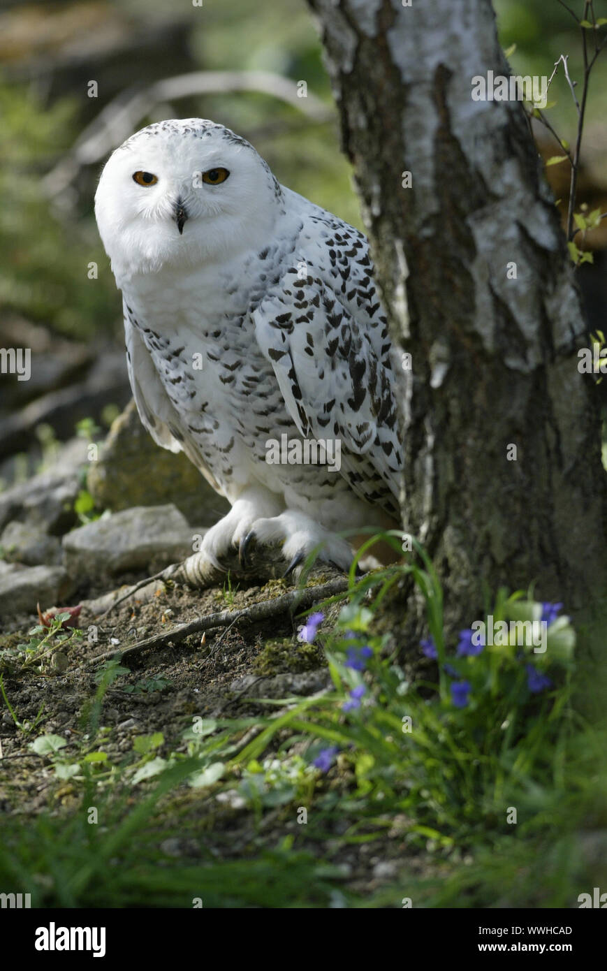 Schneeeule hi-res stock photography and images - Alamy