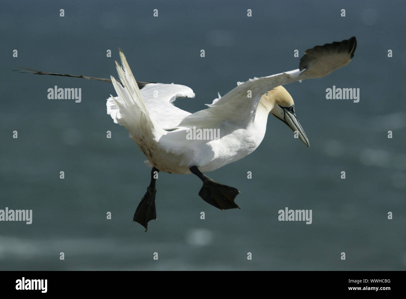 Basstoelpel, sula bassana, Northern Gannet, Morus bassanus Stock Photo ...