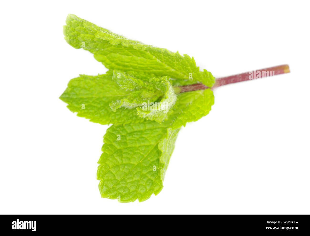 Fresh green mint isolated on white Stock Photo - Alamy