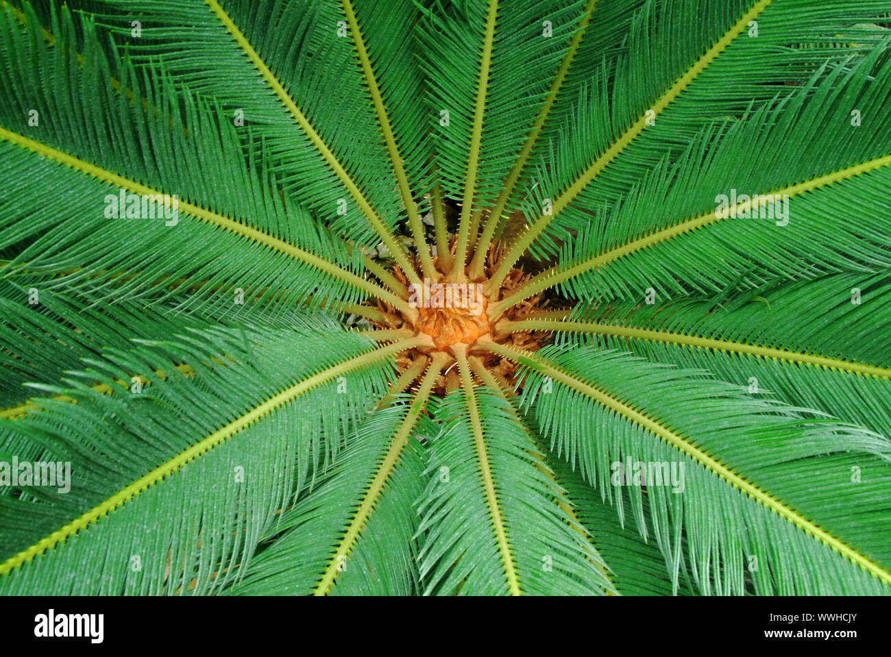 Palm top view Stock Photo - Alamy
