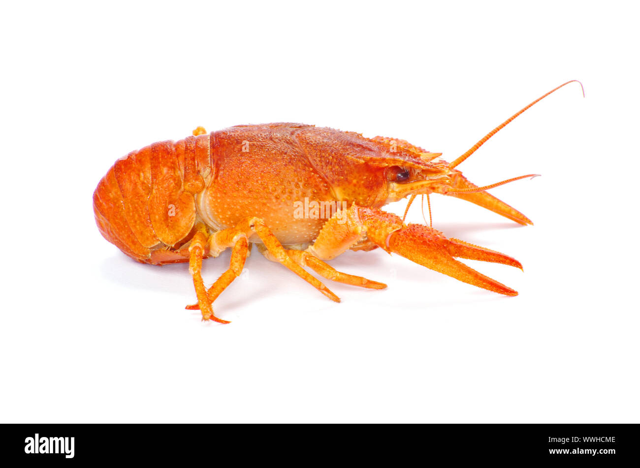Hot boiled crayfish on white background Stock Photo - Alamy