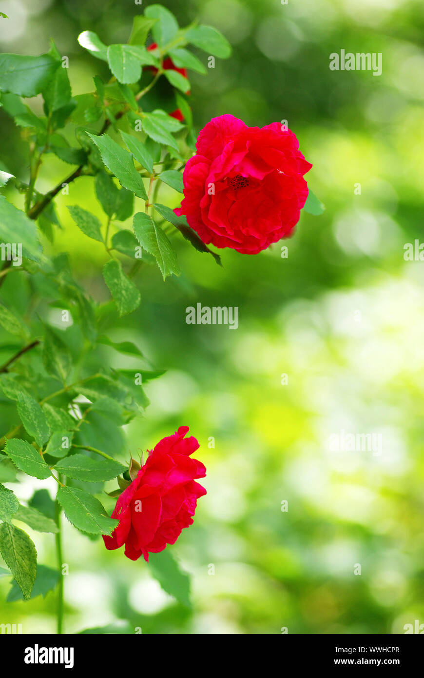 a close-up of a red rose Stock Photo - Alamy