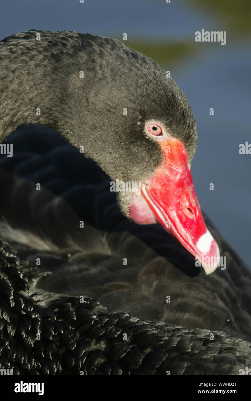 Funeral bird hi-res stock photography and images - Alamy